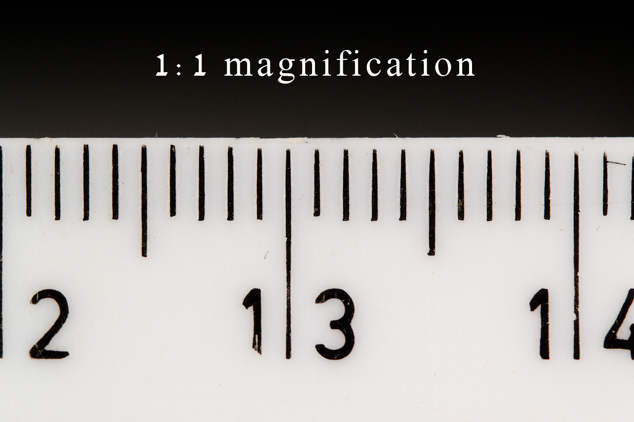 Article Understanding Magnification In Macro Photography Article Understanding Magnification In Macro Photography