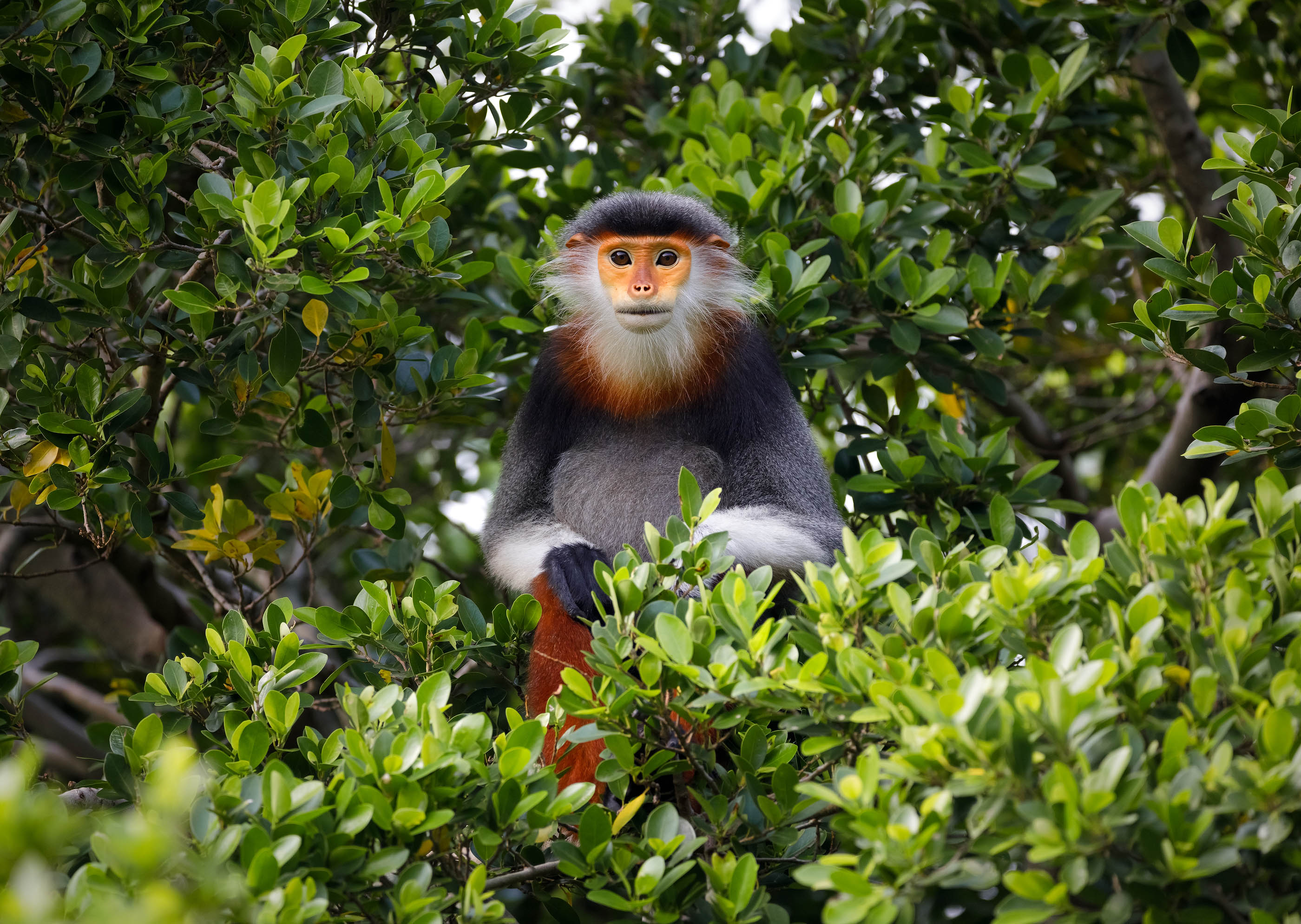 All Dressed Up - Red shanked doucs might just be the most beautifully ...