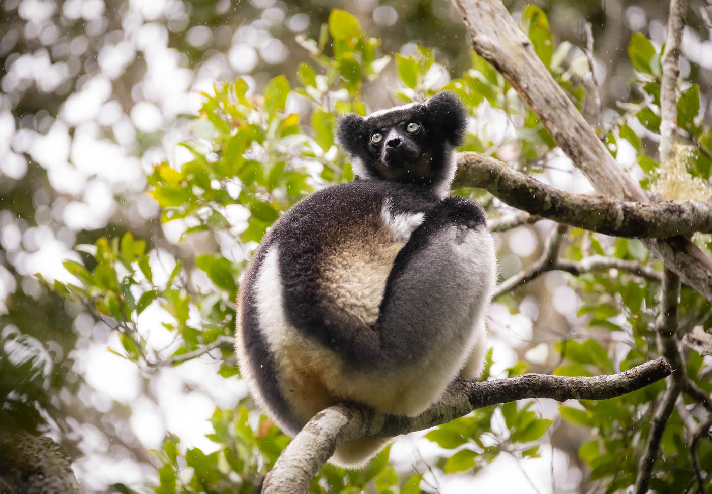 Hypnosis - The beautiful, almost hypnotizing gaze of the Indri Indri ...