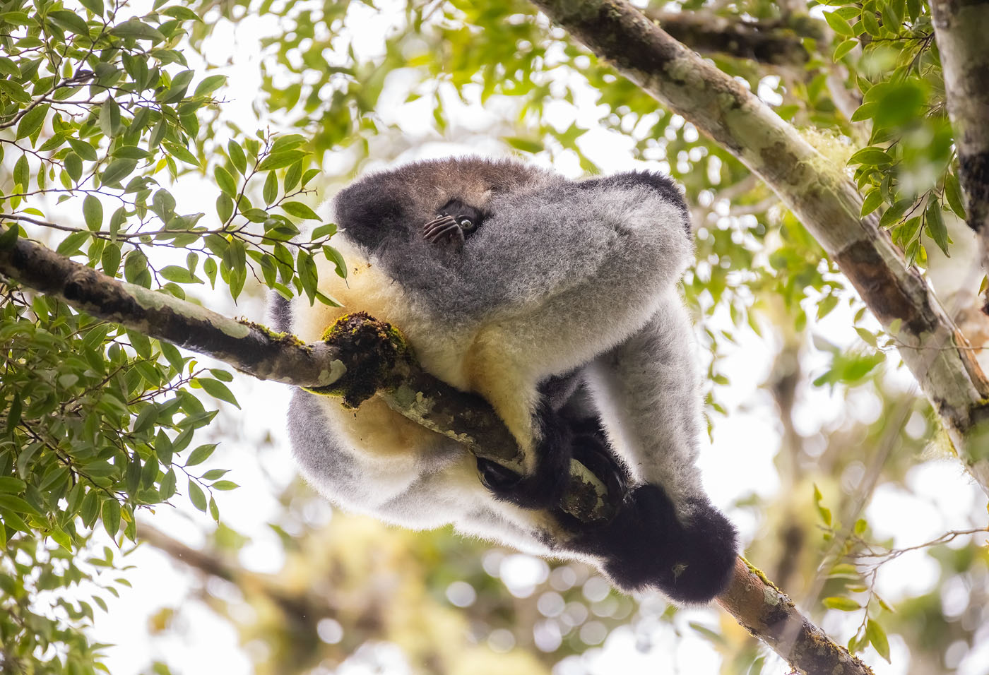 Alien Emergence - A baby Indri-Indri peeking out of its mother's fur ...