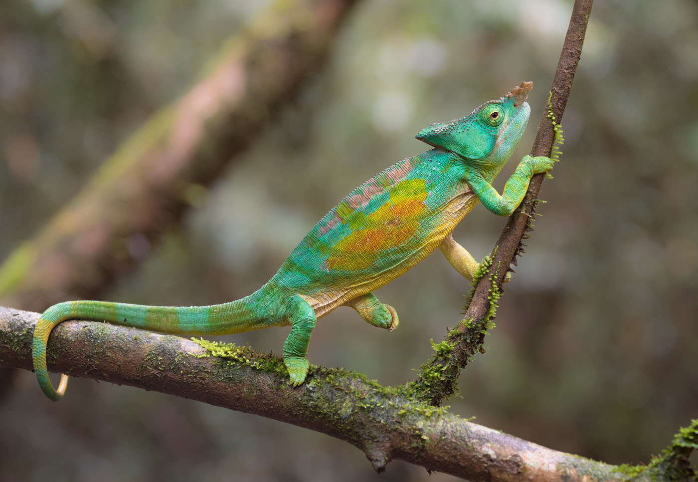 Slow Ascent - A spectacular male Parson's chameleon climbing branches ...