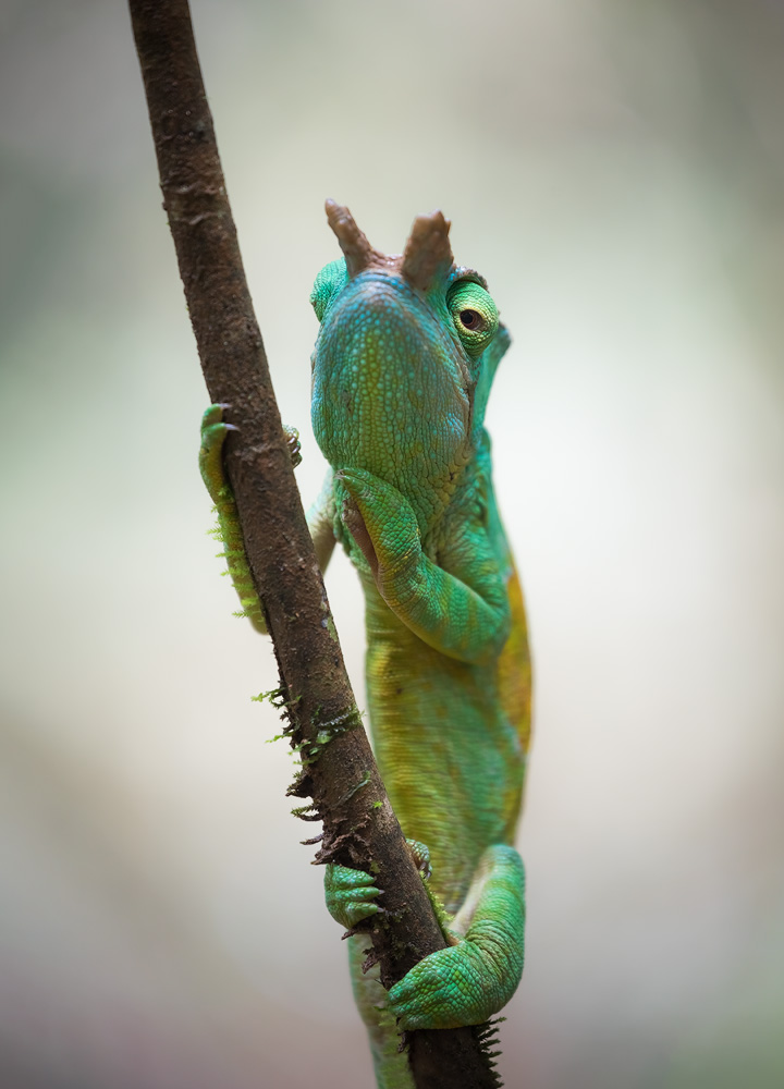 Green and Serious - The serious gaze of a male Parson's chameleon ...