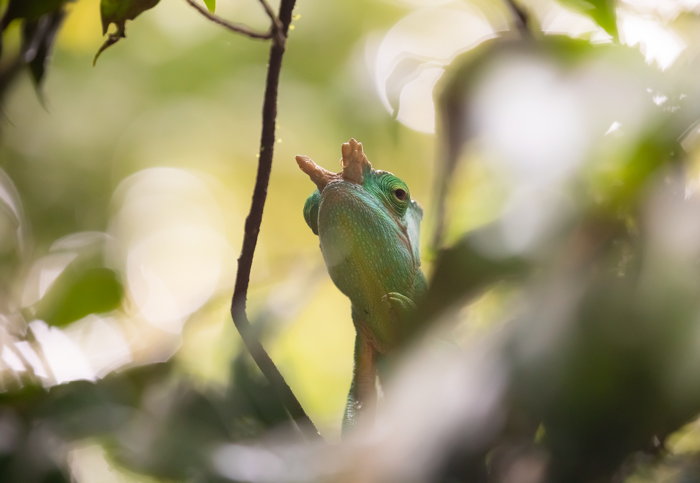 Green Alien - A colorful Male Parson's Chameleon peeking out of the ...