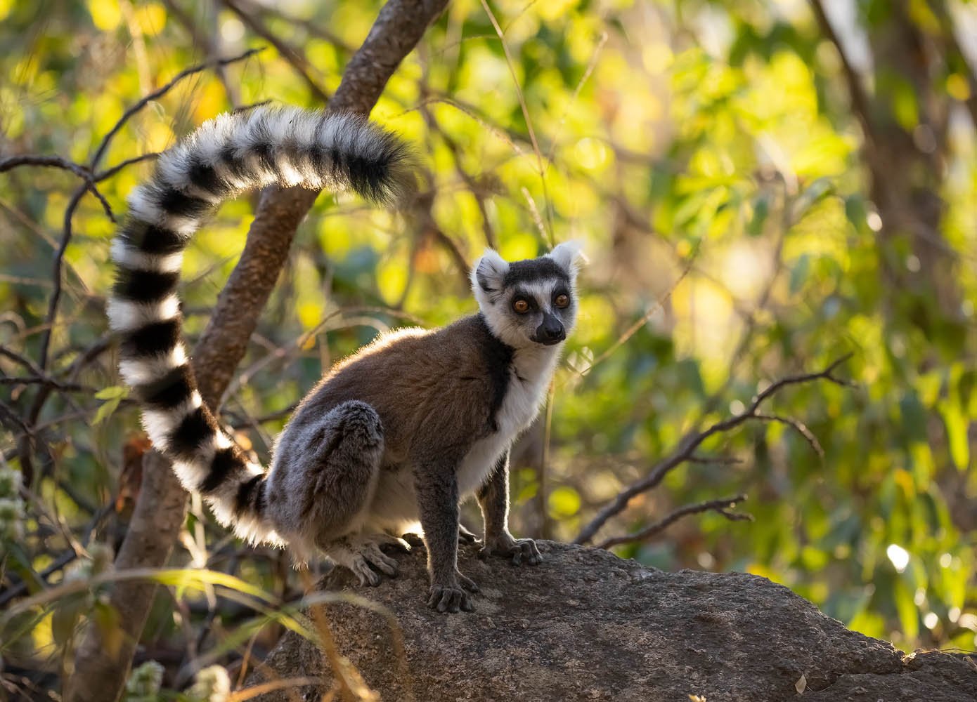 13 rings - Ring-tailed lemurs have exactly 13 alternating black and ...