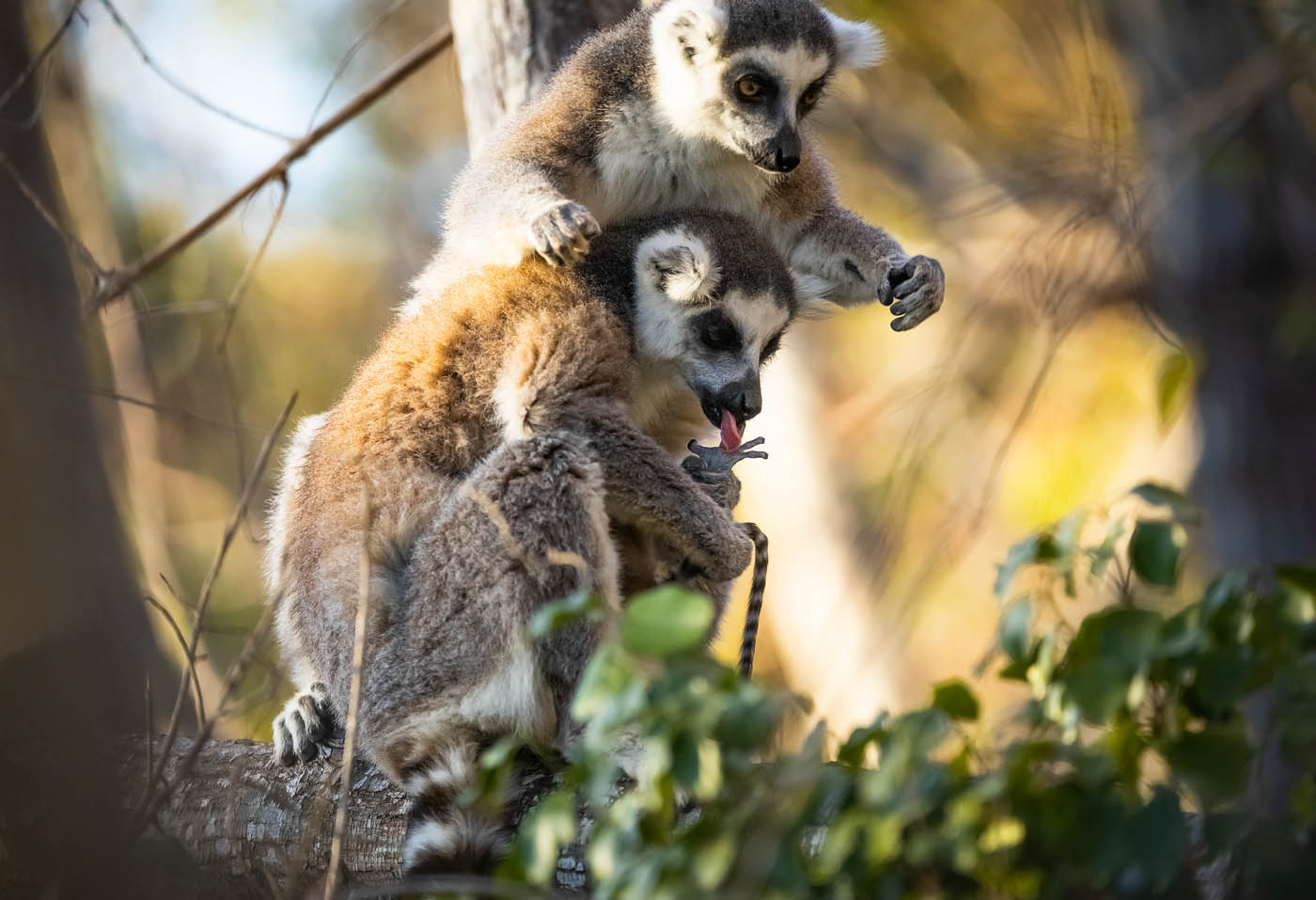 Slurpy Clean - Ring-tailed lemurs are very caring mothers - Anja ...