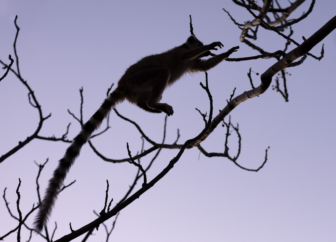 Cat Flight - A ring-tailed lemur (lemur catta) leaps from tree to tree ...