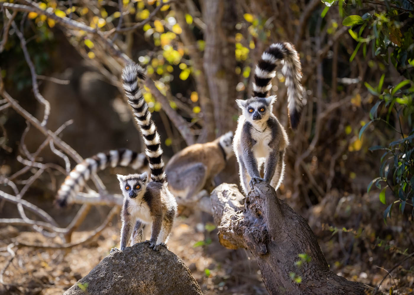 Cat Lemurs - The ring-tailed lemurs' scientific name is actually Lemur ...