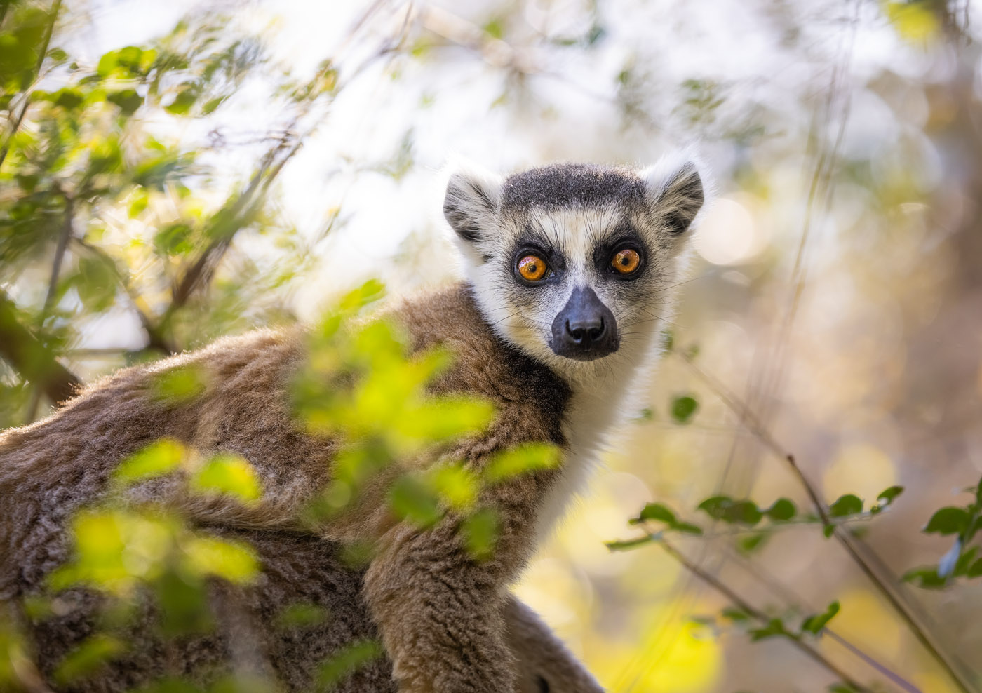 Ring-Tailed Closeup - A portrait of a beautiful ring-tailed lemur ...