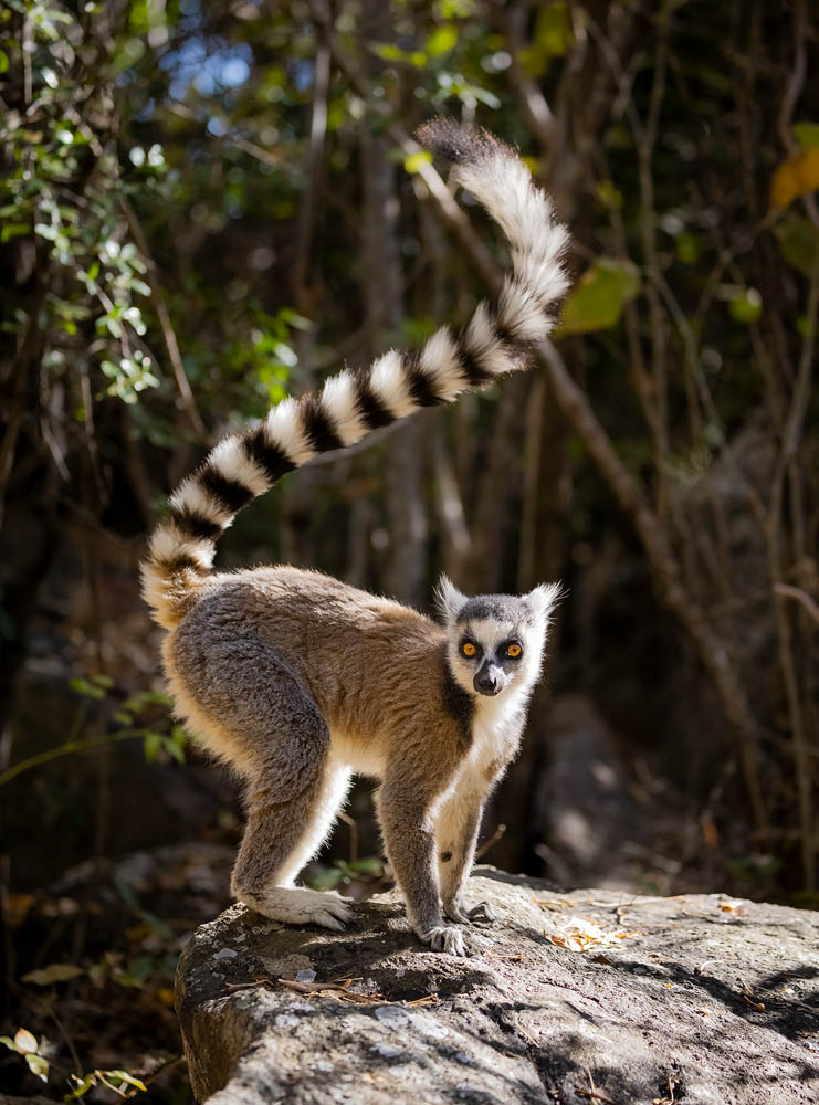 S-Curve - A beautiful ring-tailed lemur in a beautiful pose - Anja ...