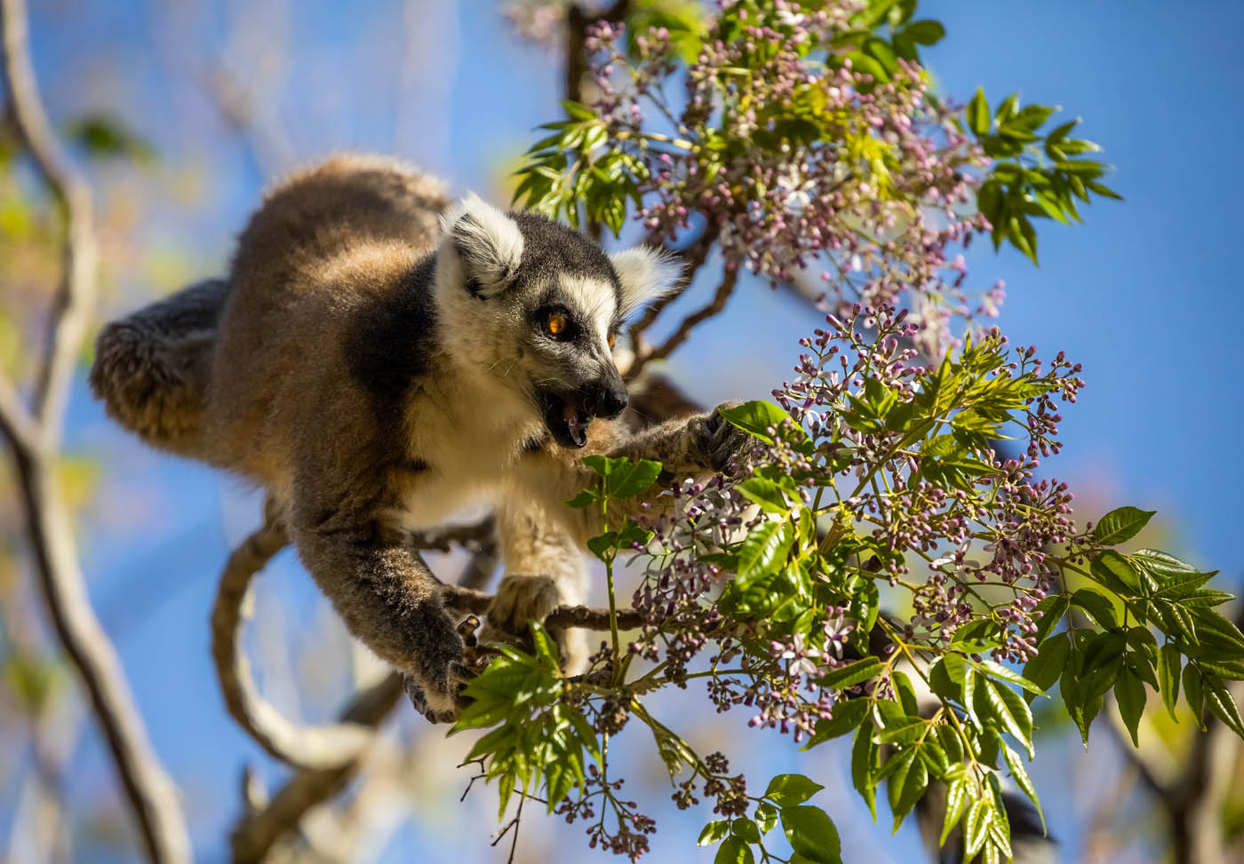 Predator of LiLacs - A ring-tailed lemur voraciously feasting on lilac ...