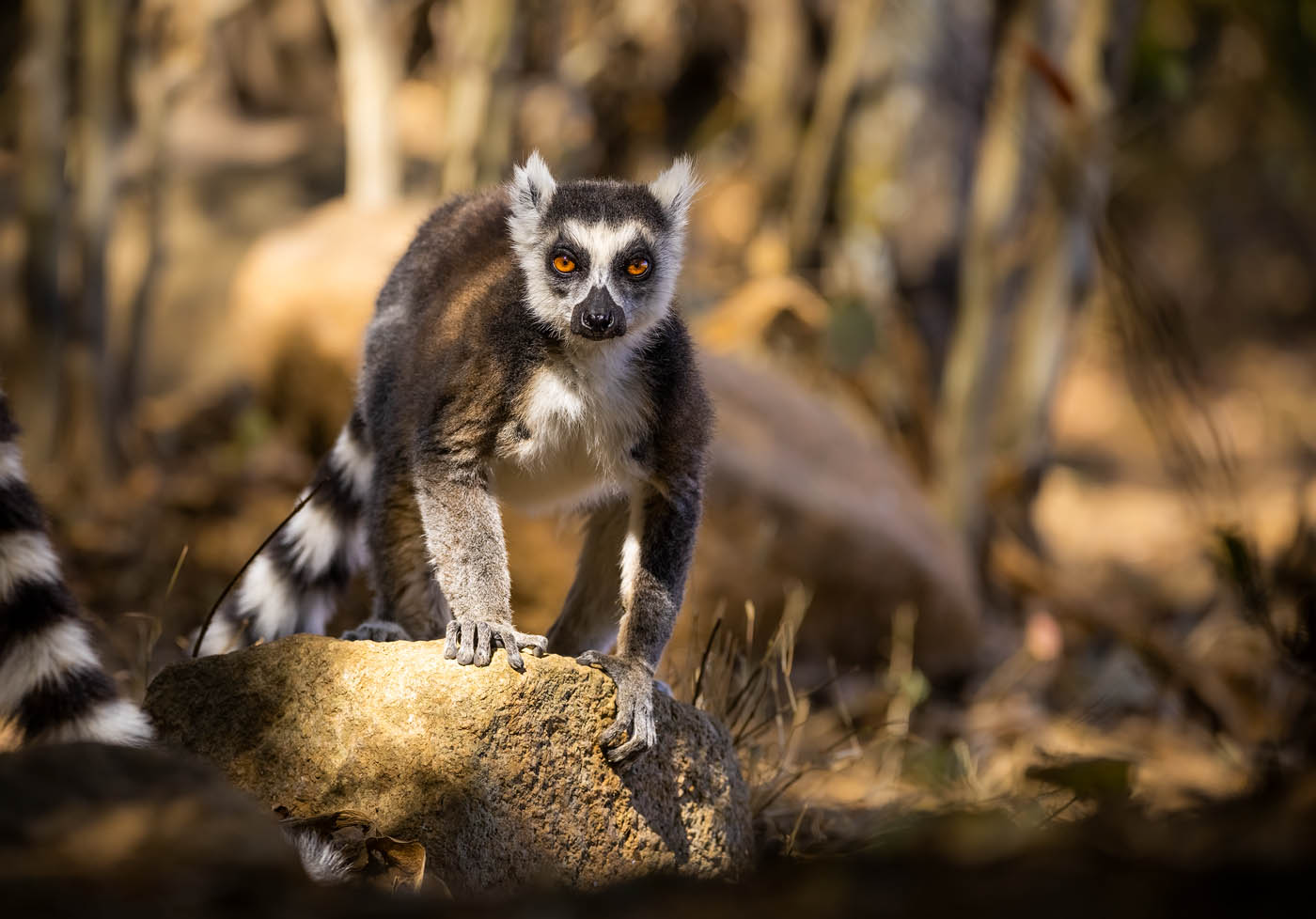 A Brief Look - A ring-tailed lemur briefly stopping on a rock before ...