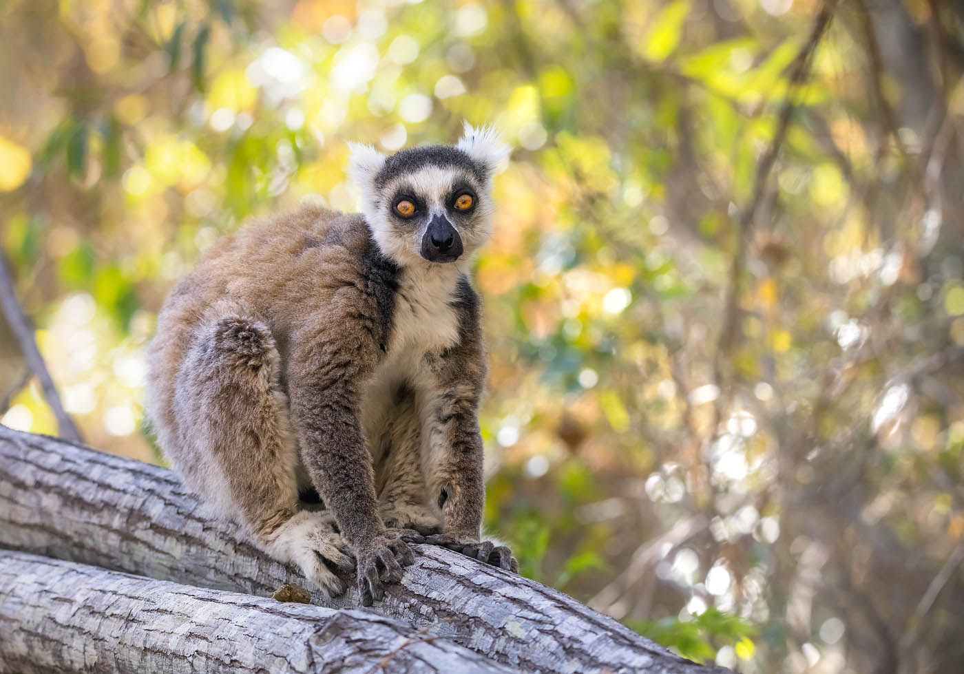 Impressionism - This ring-tailed lemur seemed to have been taken out of ...