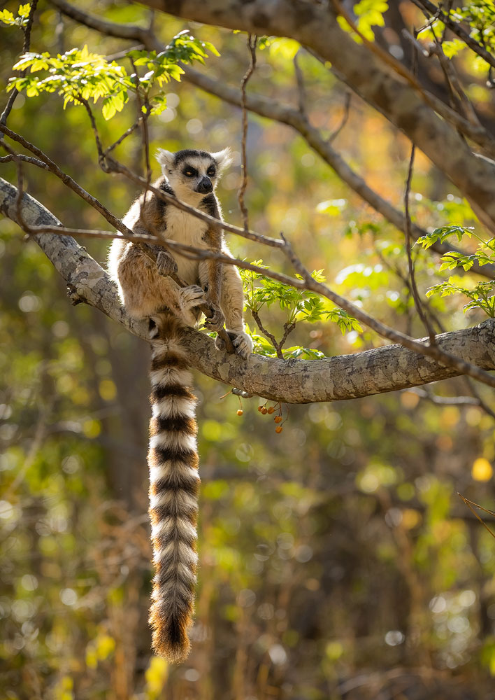 Hanging Tail - A ring-tailed lemur's tail is much longer than its ...