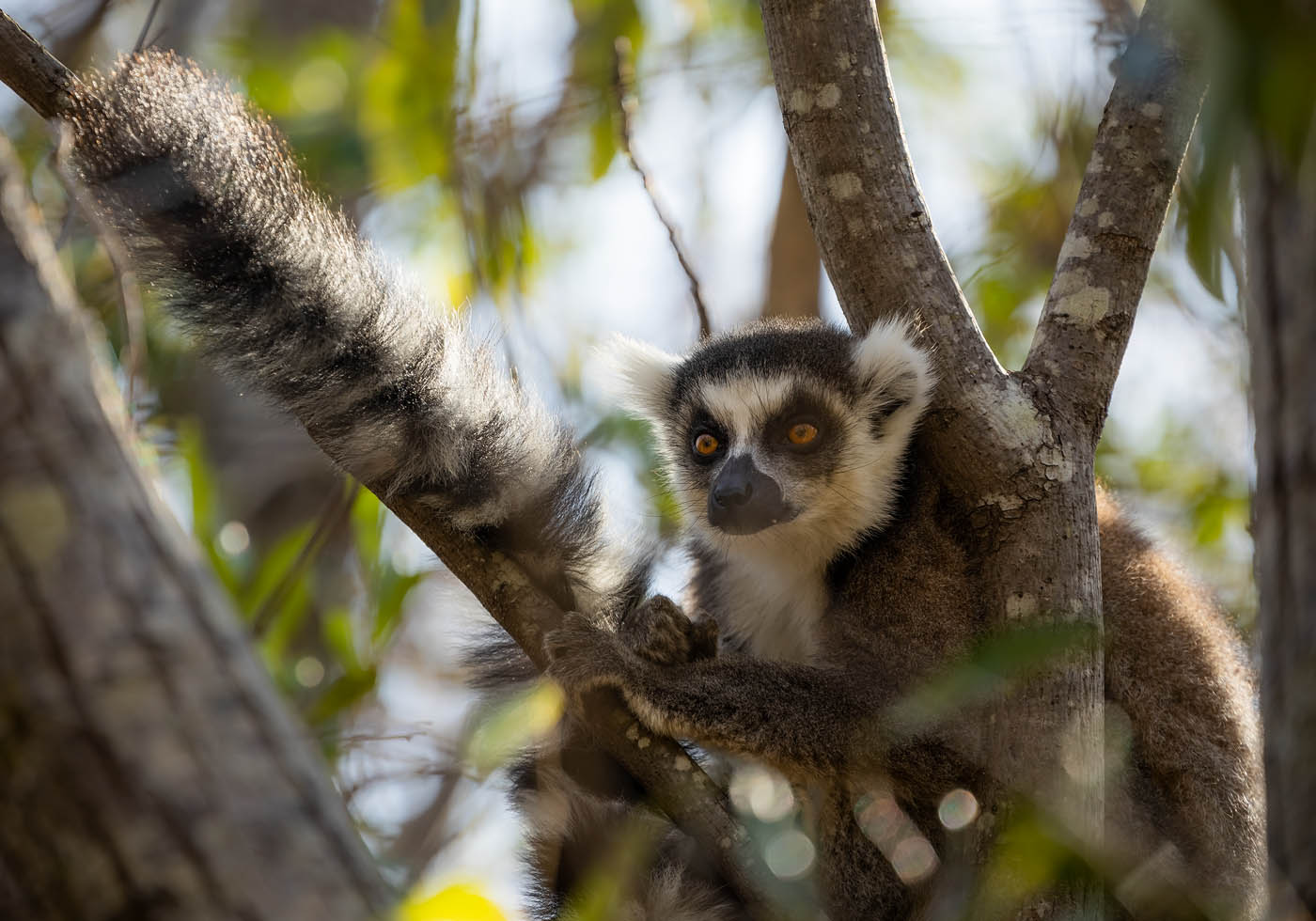 Self Inspection - A ring-tailed lemur inspects its tail for parasites ...
