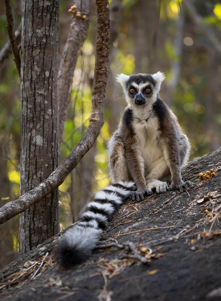 Tail Model - A beautiful ring-tailed lemur showing off its magnificent ...