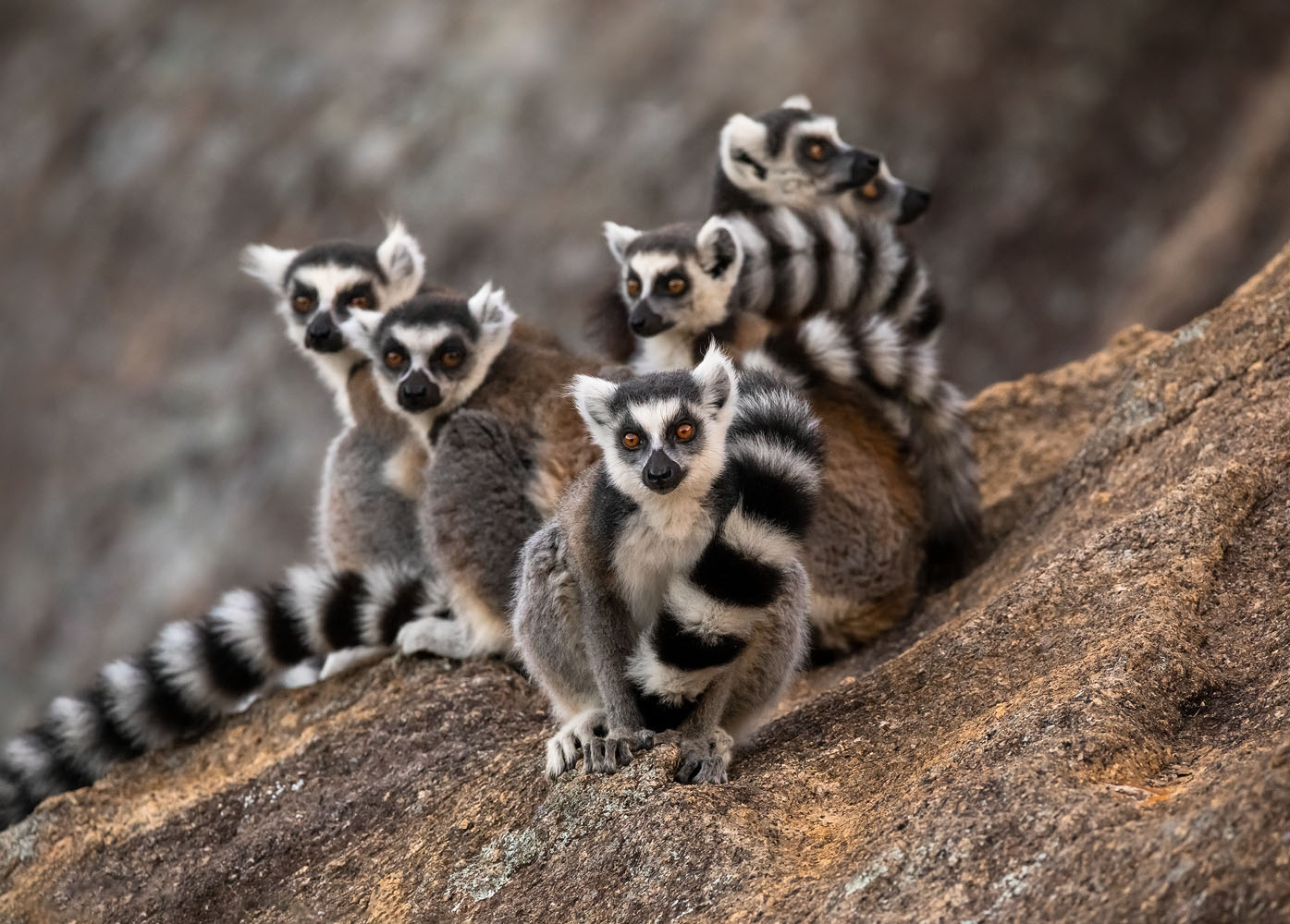 Cat Pack - Ring-tailed lemurs live in tightly-knit social groups, and ...