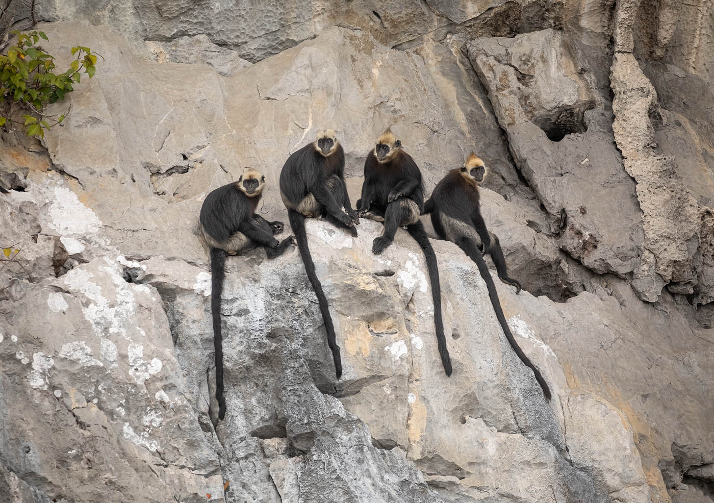 The Parliament of Cat Ba - Cat Ba langurs tend to congregate on the ...