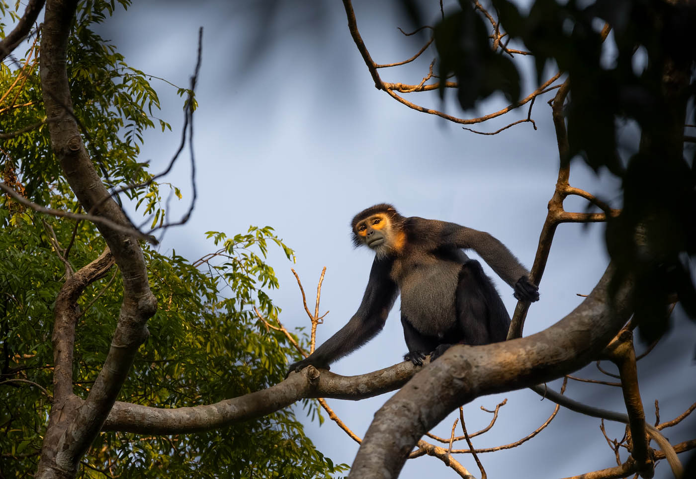 The Dark Lord of Cat Tien - The extremely elusive black-shanked Douc ...
