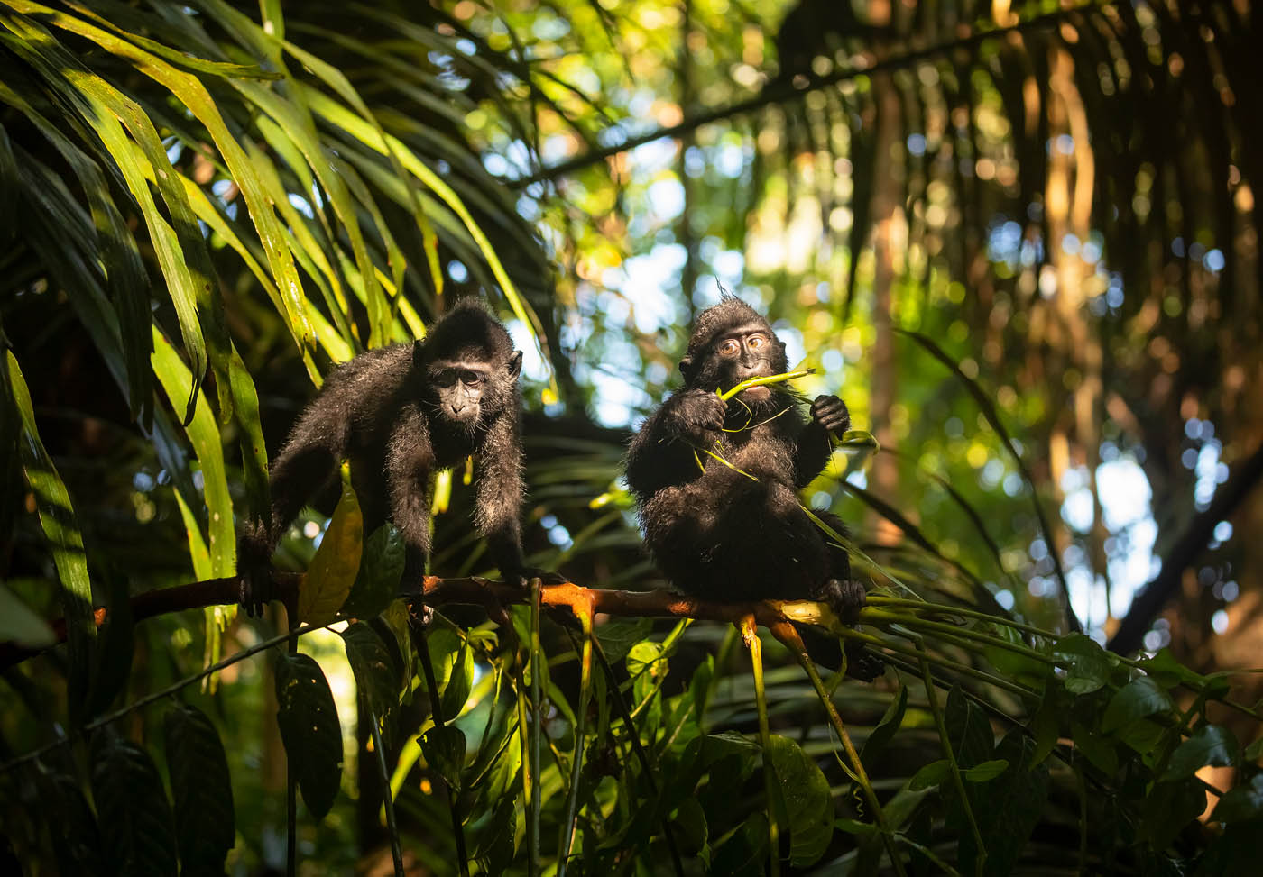Jungle Friends - Two young Celebes crested macaques, eating together in ...