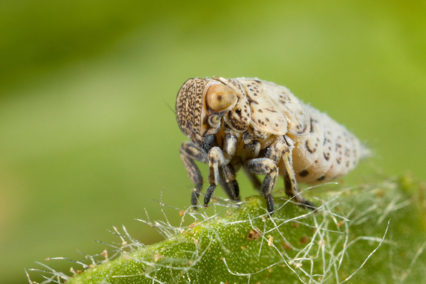 Just a Baby, Cicada nymph, larva, extreme macro, Modiin, Israel, insect ...