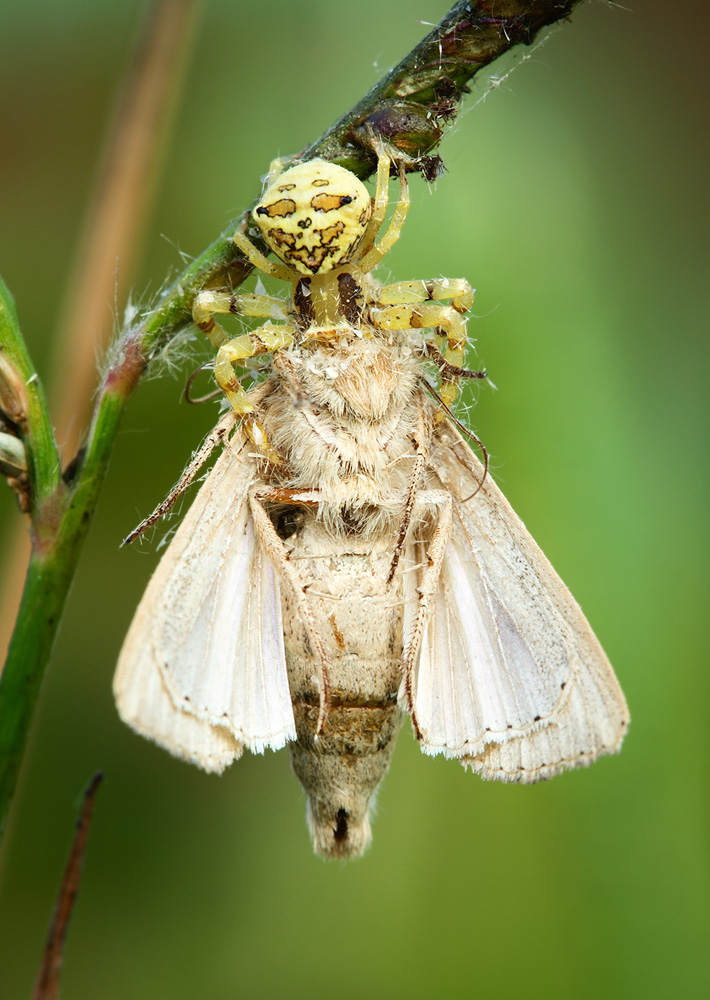 Overkill, beautiful flower crab spider hunting moth, feeding, hunter ...