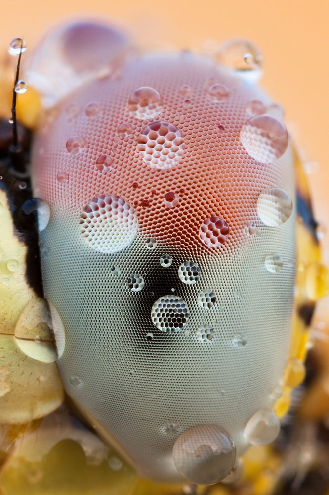 Beehive, hexagonal patterns in a dragonfly's eye made special by the ...