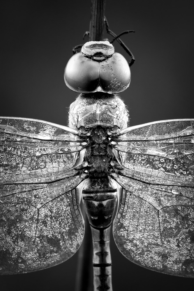 Top View of a dragonfly on a wet morning, Rishon lake, Israel, macro ...