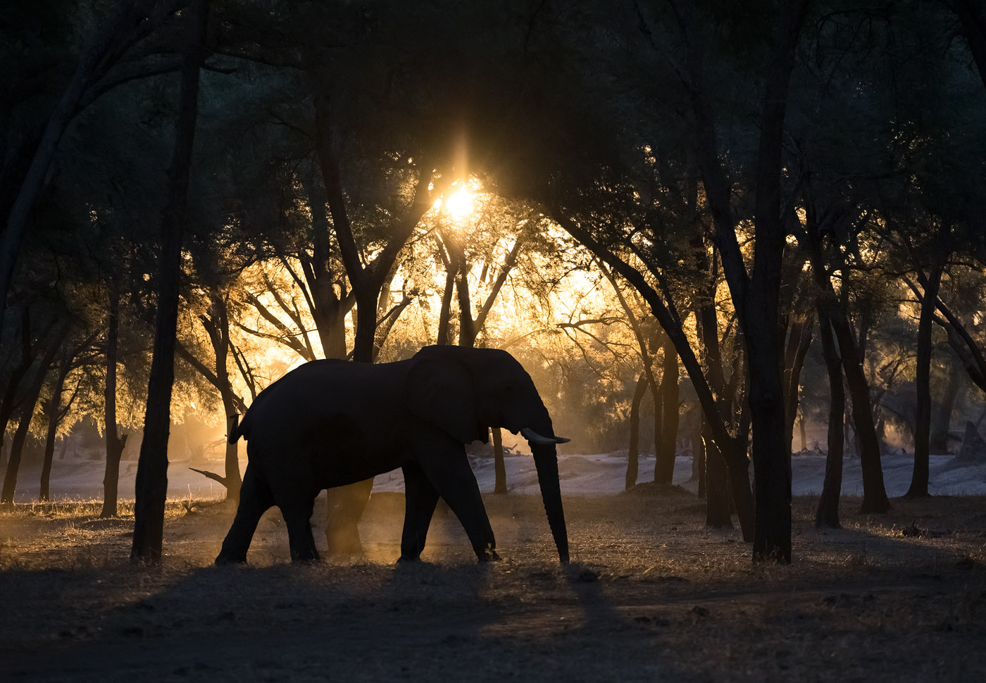 Forest Silhouette - A backlit elephant roams the forests of the Lower ...