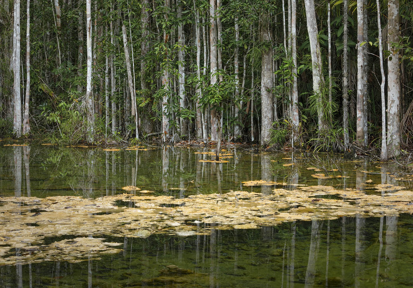 Swamp Lines - Beautiful shapes and reflections are hidden even in the ...