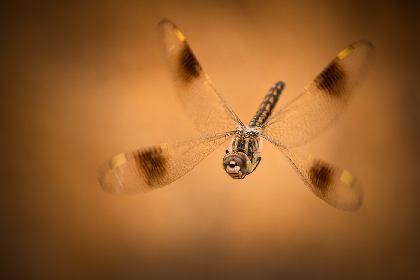 Flight of the Dragon, dragonfly hovering in midair, wings blurry ...