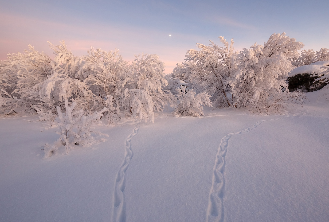 Attack of the Snow Chicken - rock ptarmigans tracks leading to frost ...