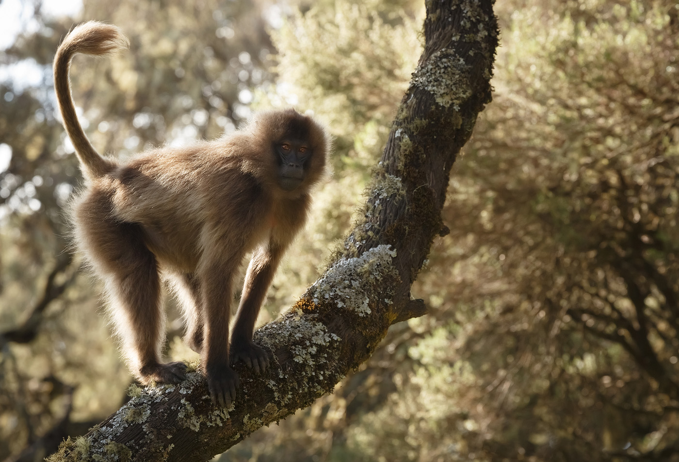 Gelada Juvenile - young Gelada Baboon climbing a tree - Simien ...