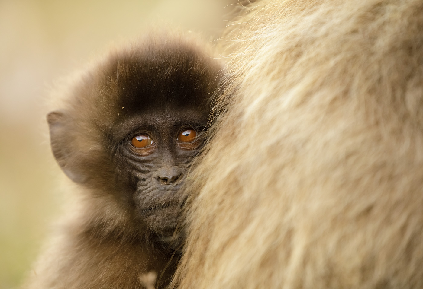 Mother's Warmth - A young Gelada baboons finding warmth in its mother's ...