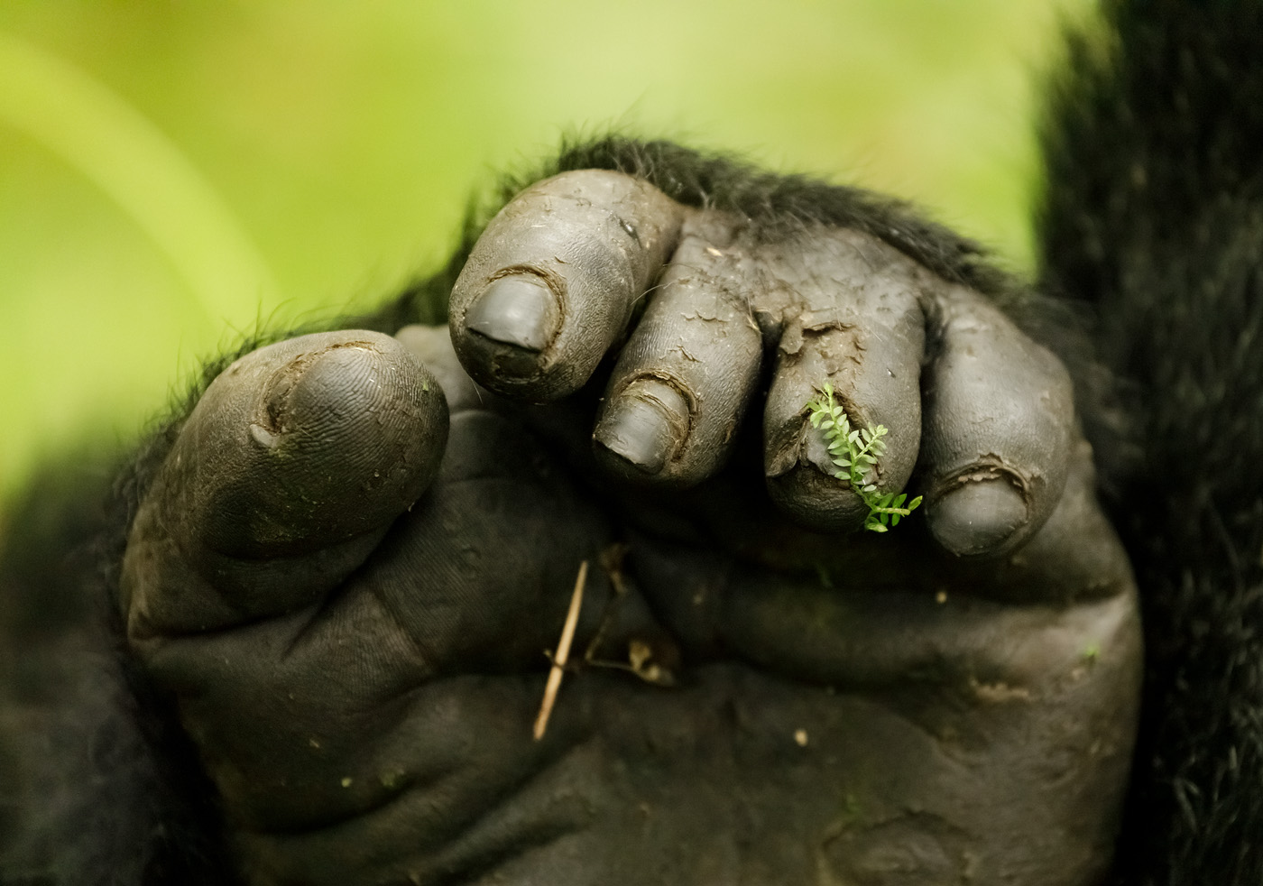 Edge of the Uncanny Valley - Silverback mountain gorilla foot ...