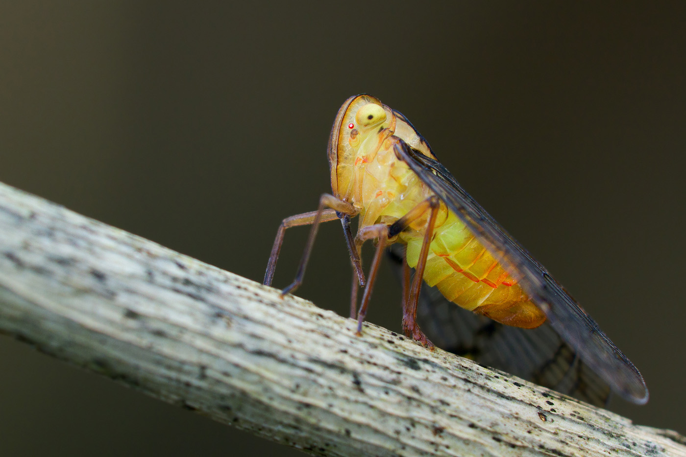 Leaf Hopper, A small, very strange-looking insect, natural light macro ...