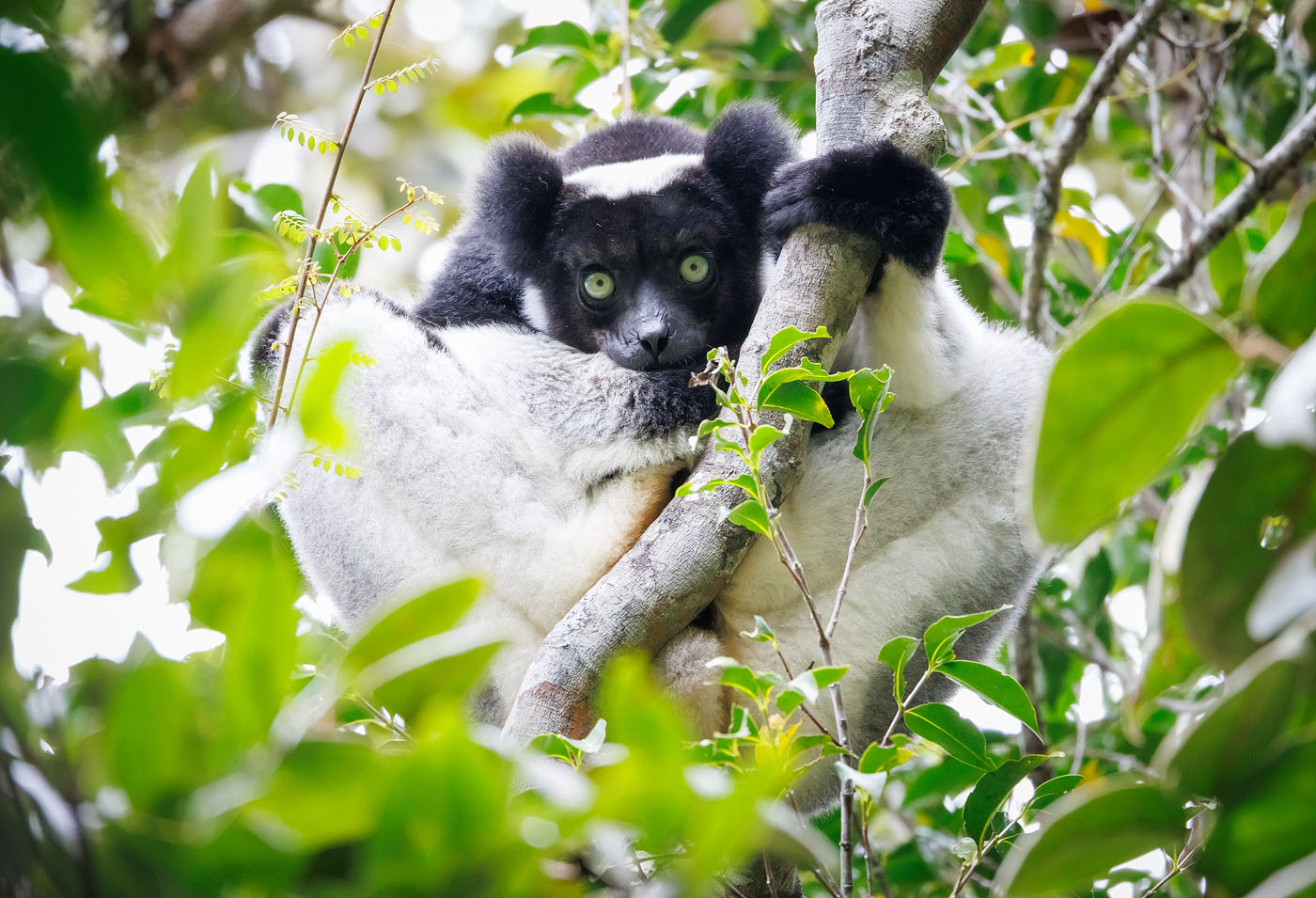 Mutual Interest - An indri indri lemur looks inquisitively at the ...