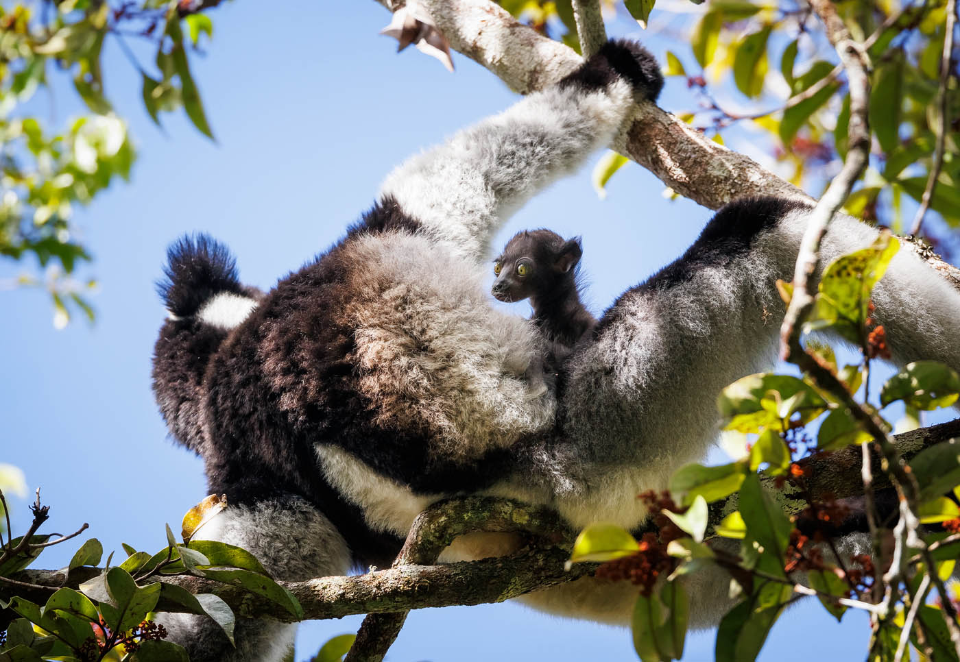 Long-Neck Tribe - A baby indri indri lemur stretches its neck to look ...