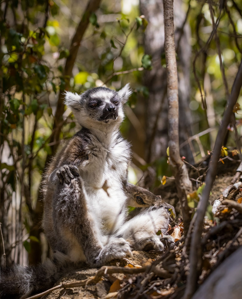 Zen Master - A ring-tailed lemur enjoying nature in a very zen pose ...