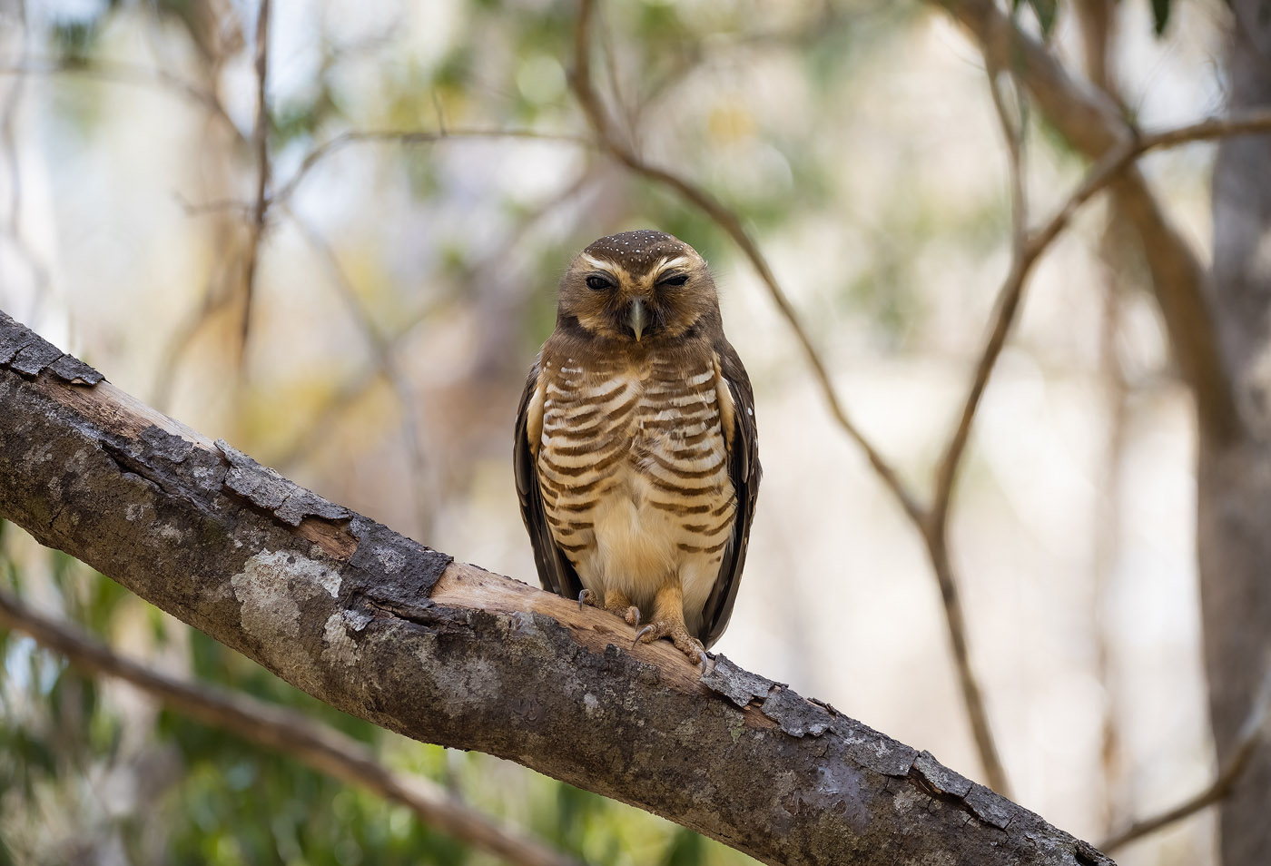 Representative - A white-browed owl in a representative stance ...