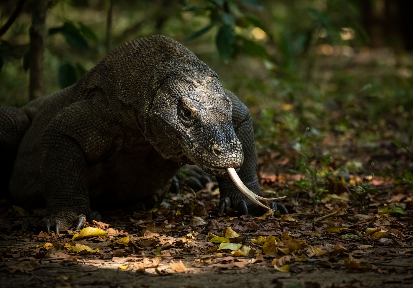 Shadow Hunter - A huge Komodo Dragon lurking in the shadows - Indonesia