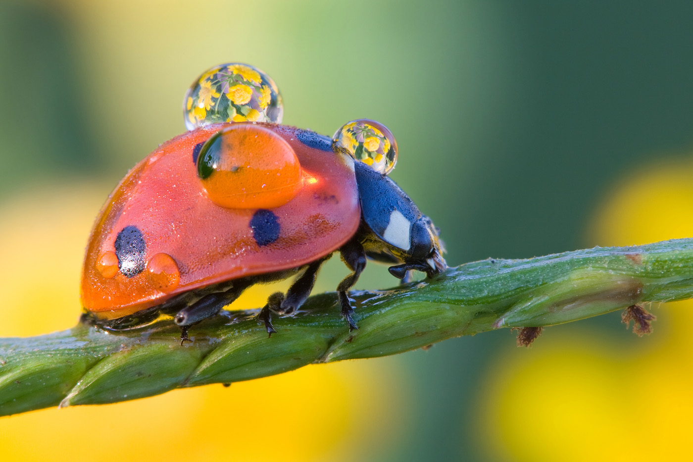 Magnifying Glass, sweet little ladybug, early in the morning, sun rays ...