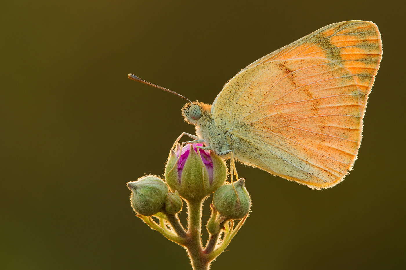 Large Salmon Arab butterfly, back lit, sun light, macro, nature, insect ...