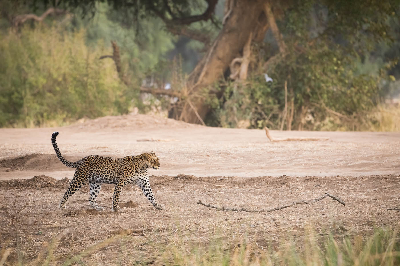 On the Move - A beautiful female leopard gently moves through the ...