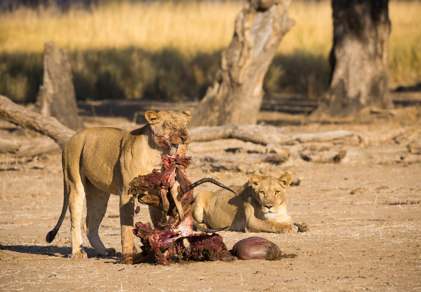 Anatomy Class - A lioness lifts up the mangled remains of a recently ...