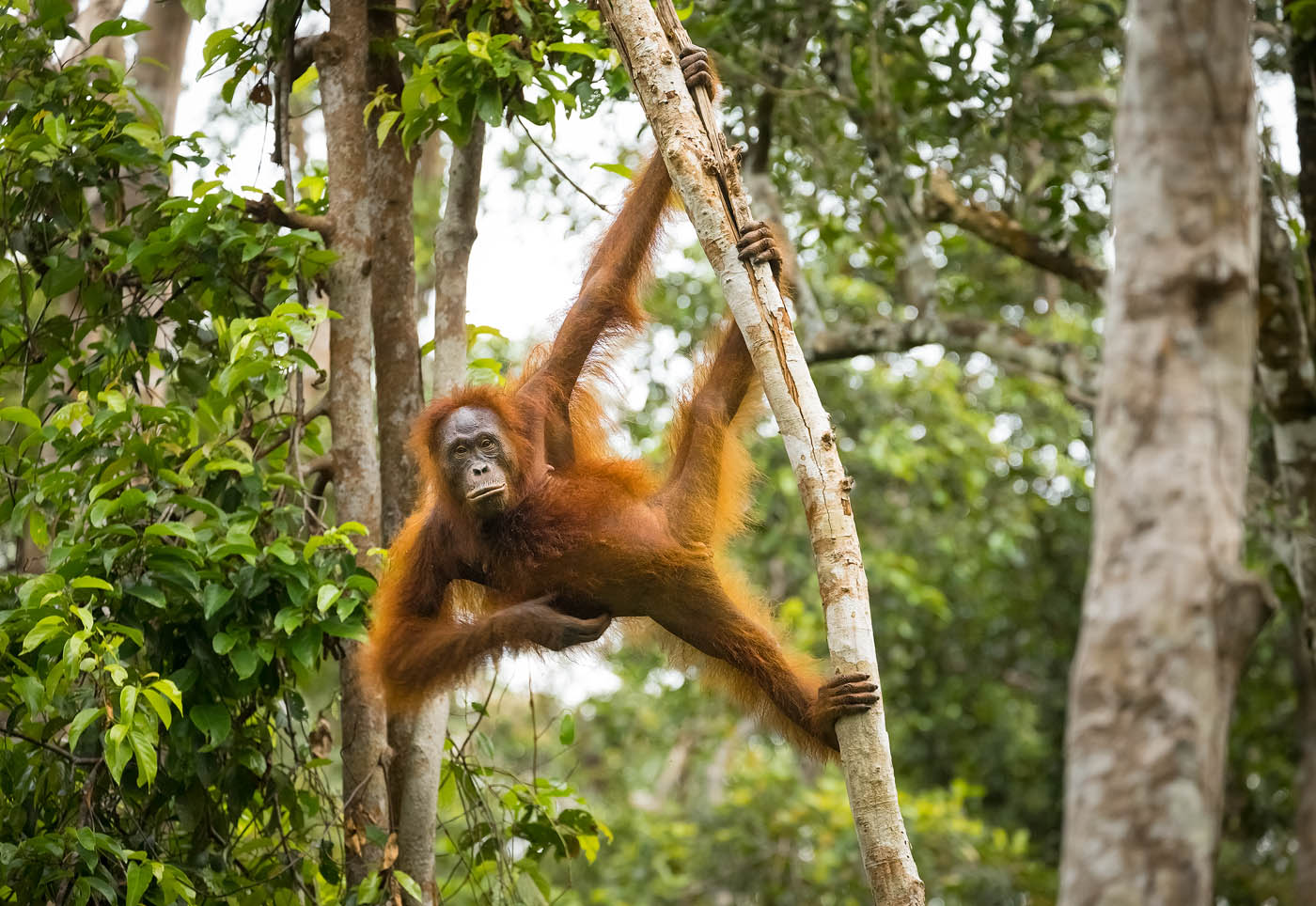 Side Stance - A female Bornean orangutan displaying its modeling skills ...