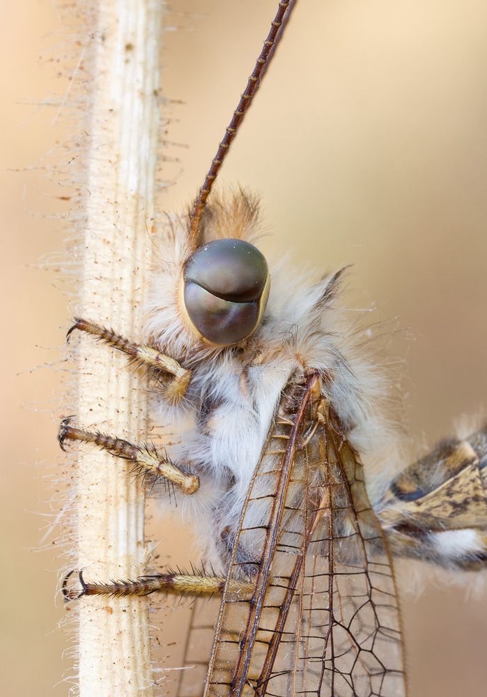Owl fly, Bubopsis andromache, clinging to a branch, amazing eyes ...