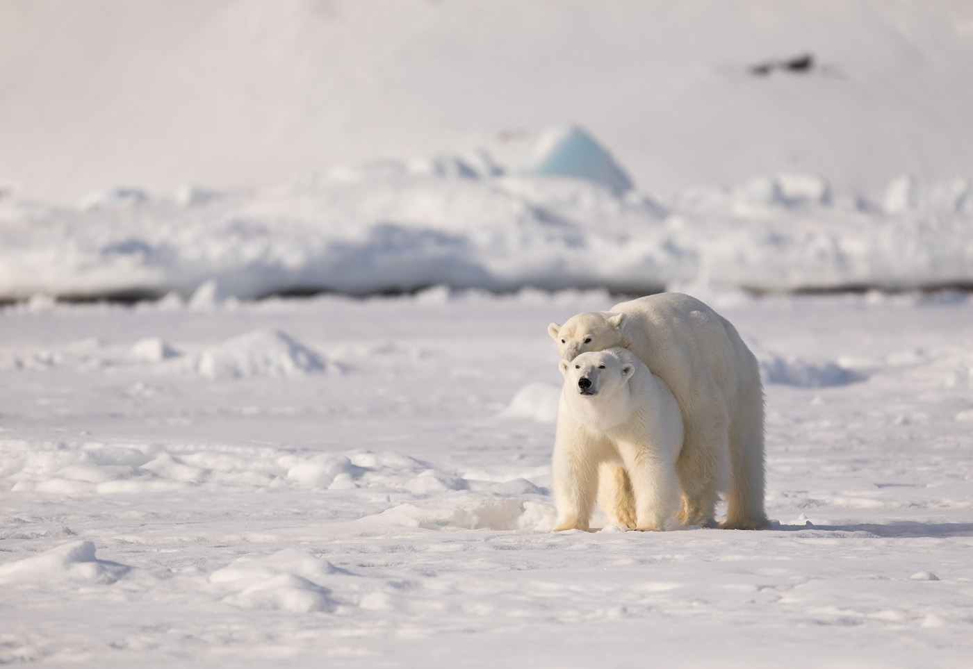 Doing the Deed - The gentle mating of one of the most ferocious ...
