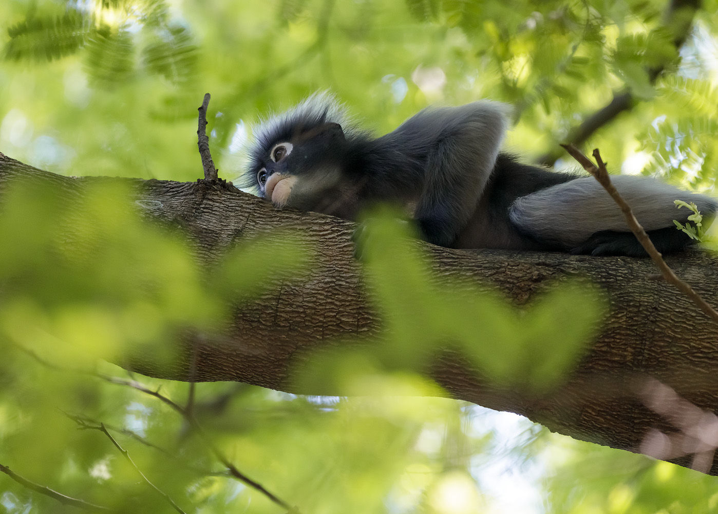 Enveloped in Dusky Leaves - a cute Spectacled langur (dusky leaf monkey ...