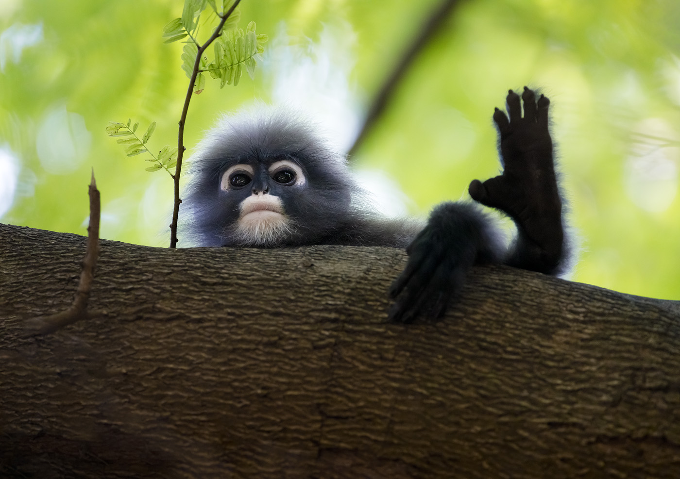 Low Five - A spectacled langur in a funny resting pose - Prachuap Khiri ...