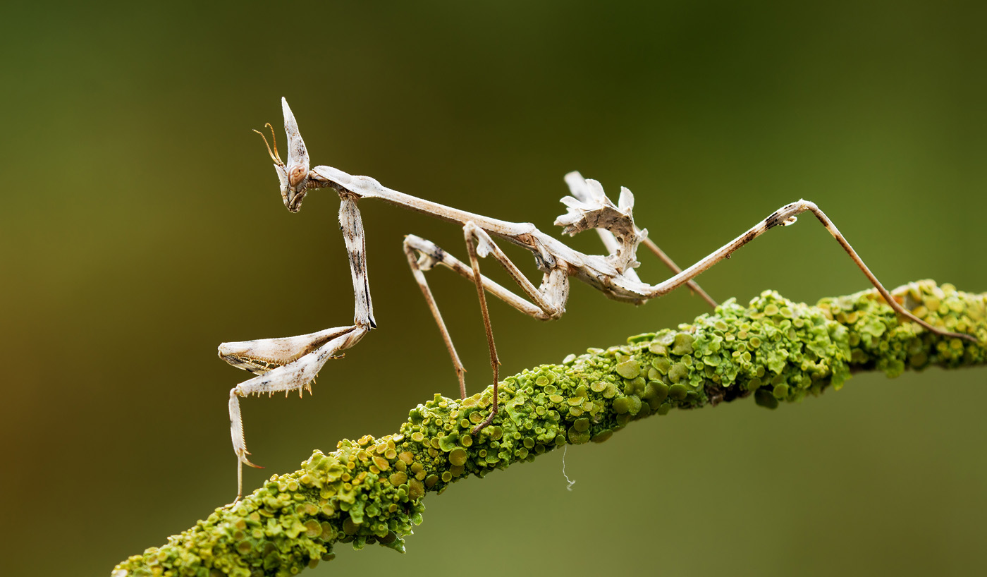 Crouching Tiger, Devil's horse larva assuming mysterious pose, praying ...